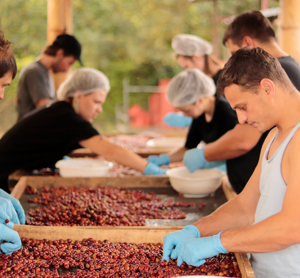Colombia Popayan "Sugarcane" Decaf | Laroma Coffee
