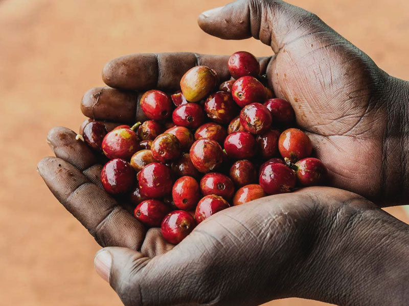 Kenya | Karatu AB | Laroma Coffee Company New Zealand